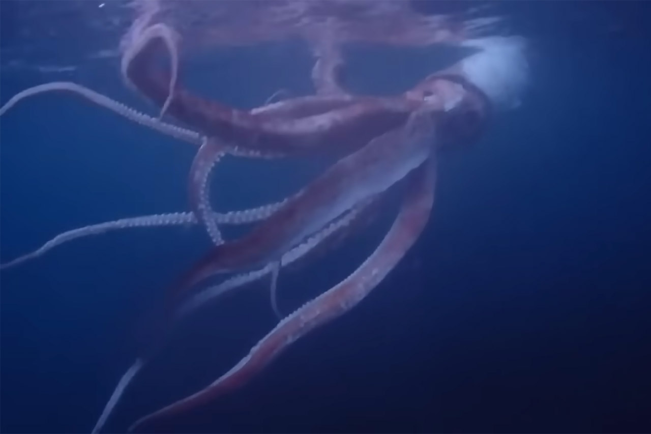 Divers Capture Rare Footage of Live Giant Squid Off of Japan's West ...